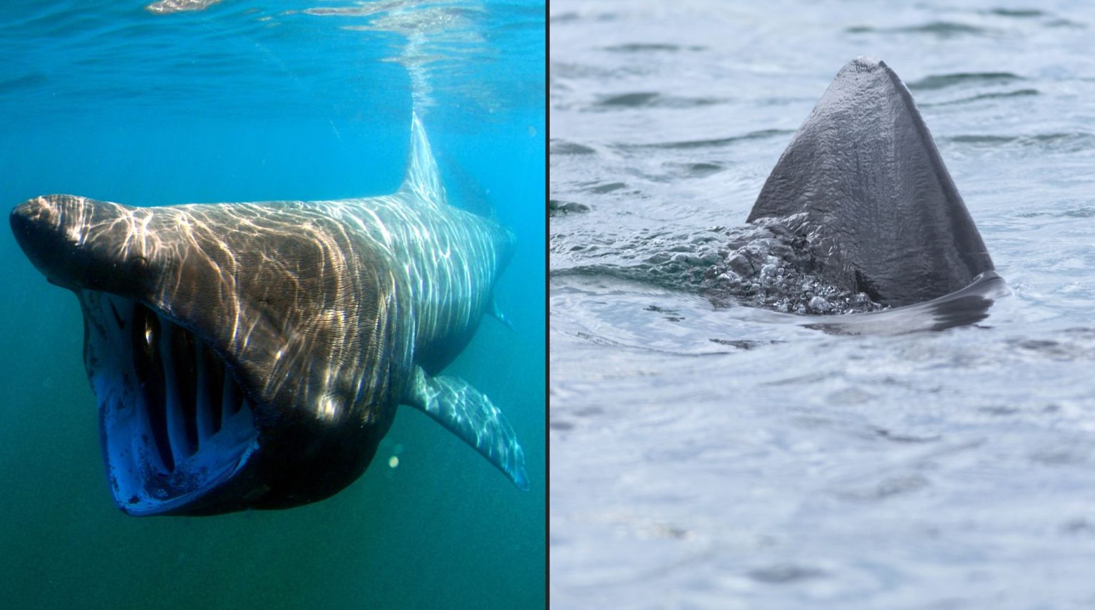 Le requin-pèlerin - Bioparc