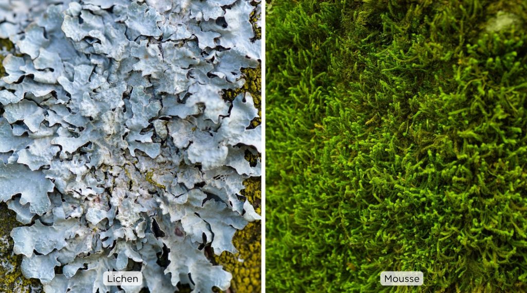 Lichen et mousse, organismes millénaires - Bioparc