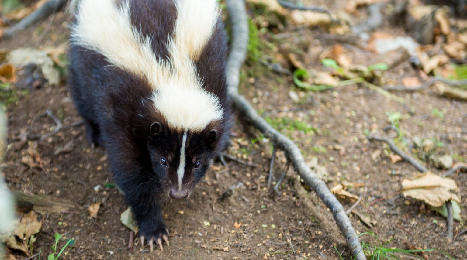 Qui est-ce qui pue? - Bioparc