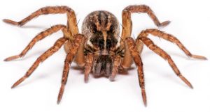 Bioparc - Le parc animalier