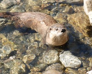 Loutre de rivière - Bioparc