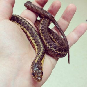 Couleuvre rayée - Bioparc