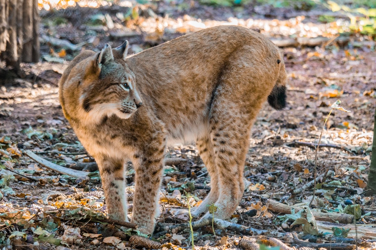 Lynx roux - Bioparc