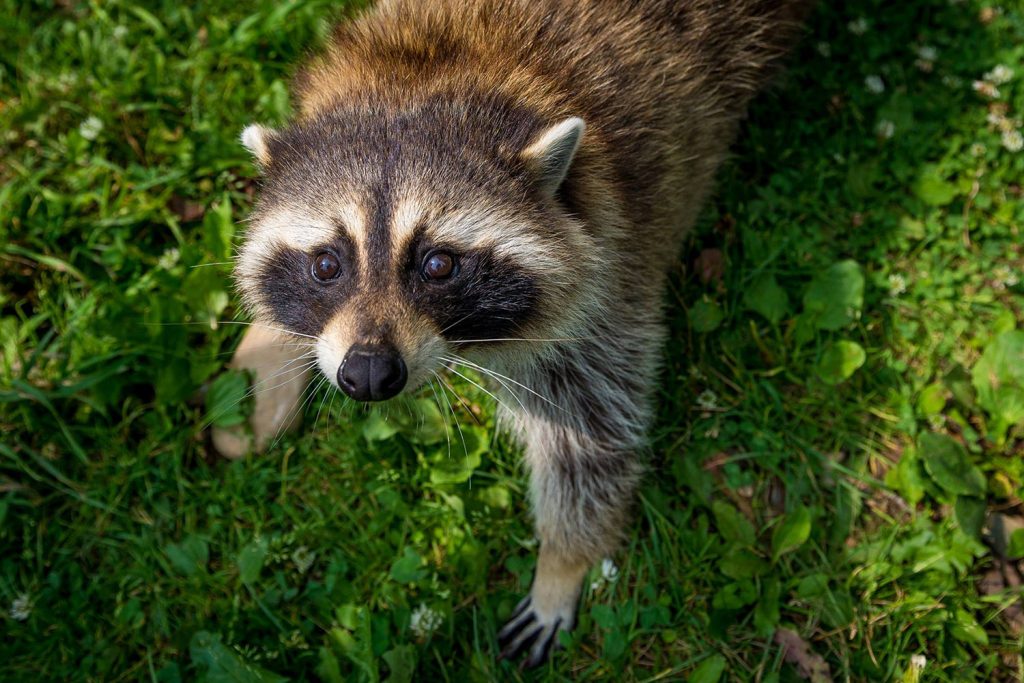 Raton laveur - Bioparc