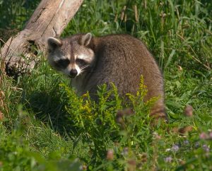 Raton laveur - Bioparc