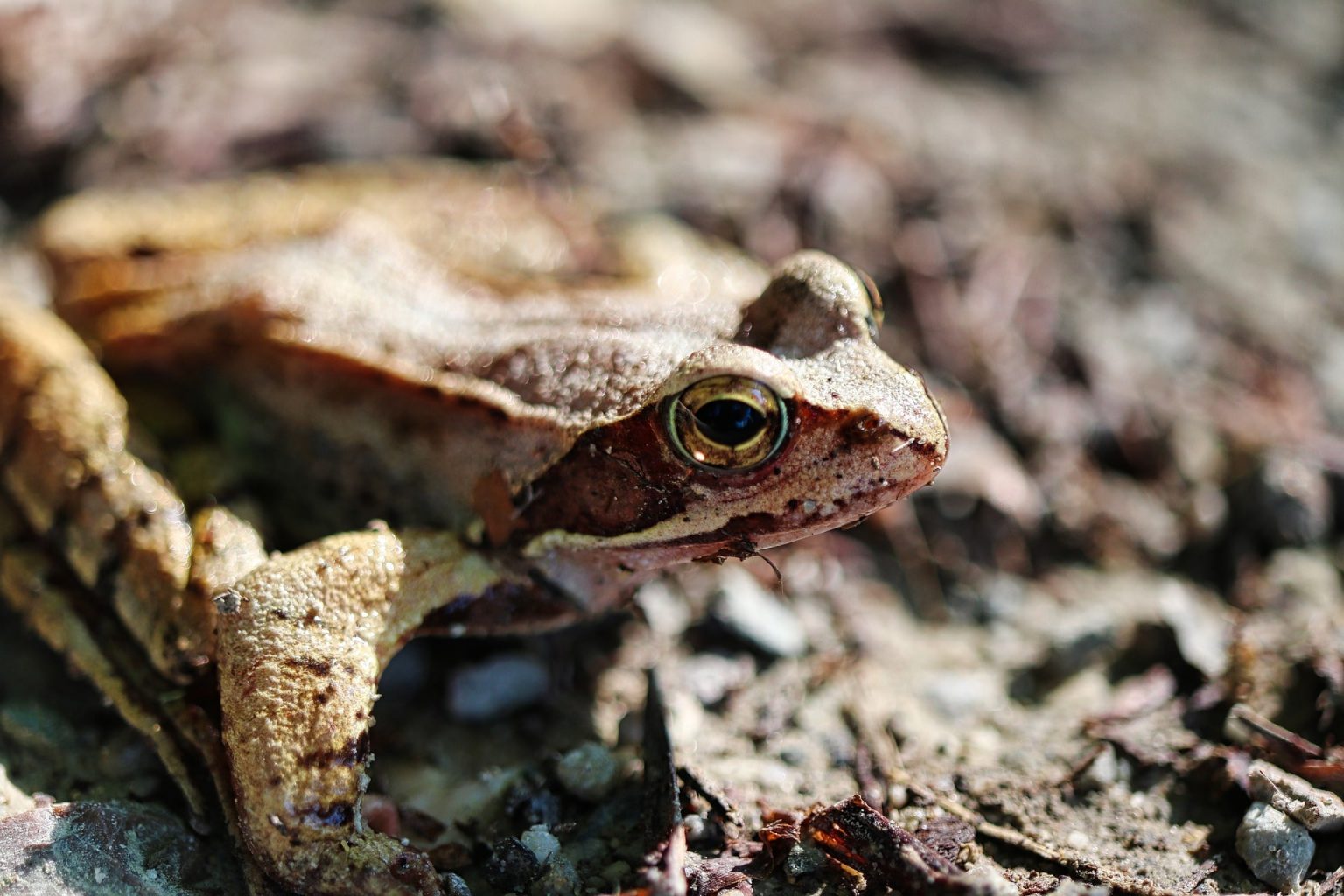 Grenouille des bois - Bioparc